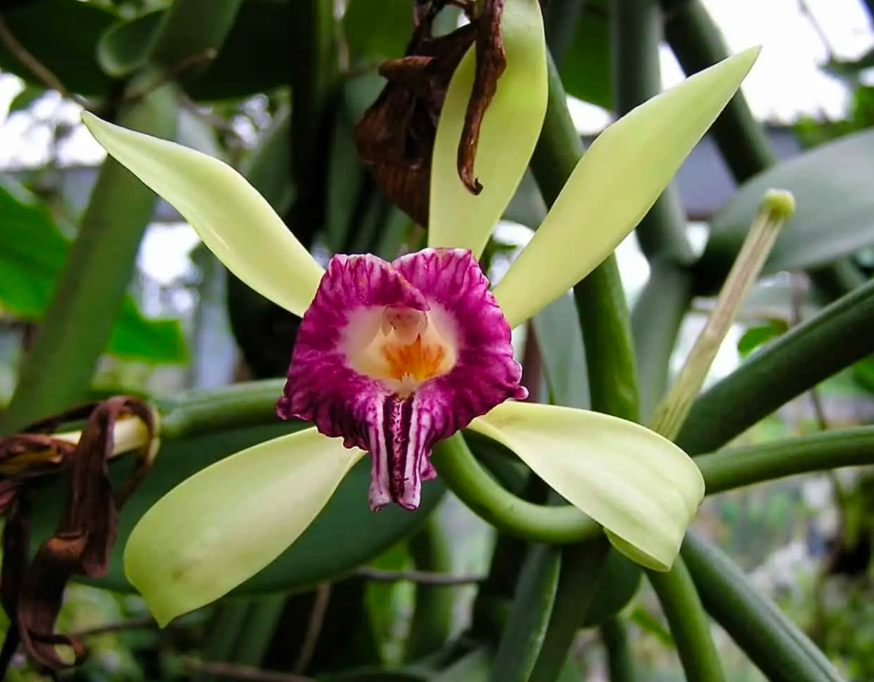 The Marvelous World of Orchids: Beyond Beauty - ScienceChronicle